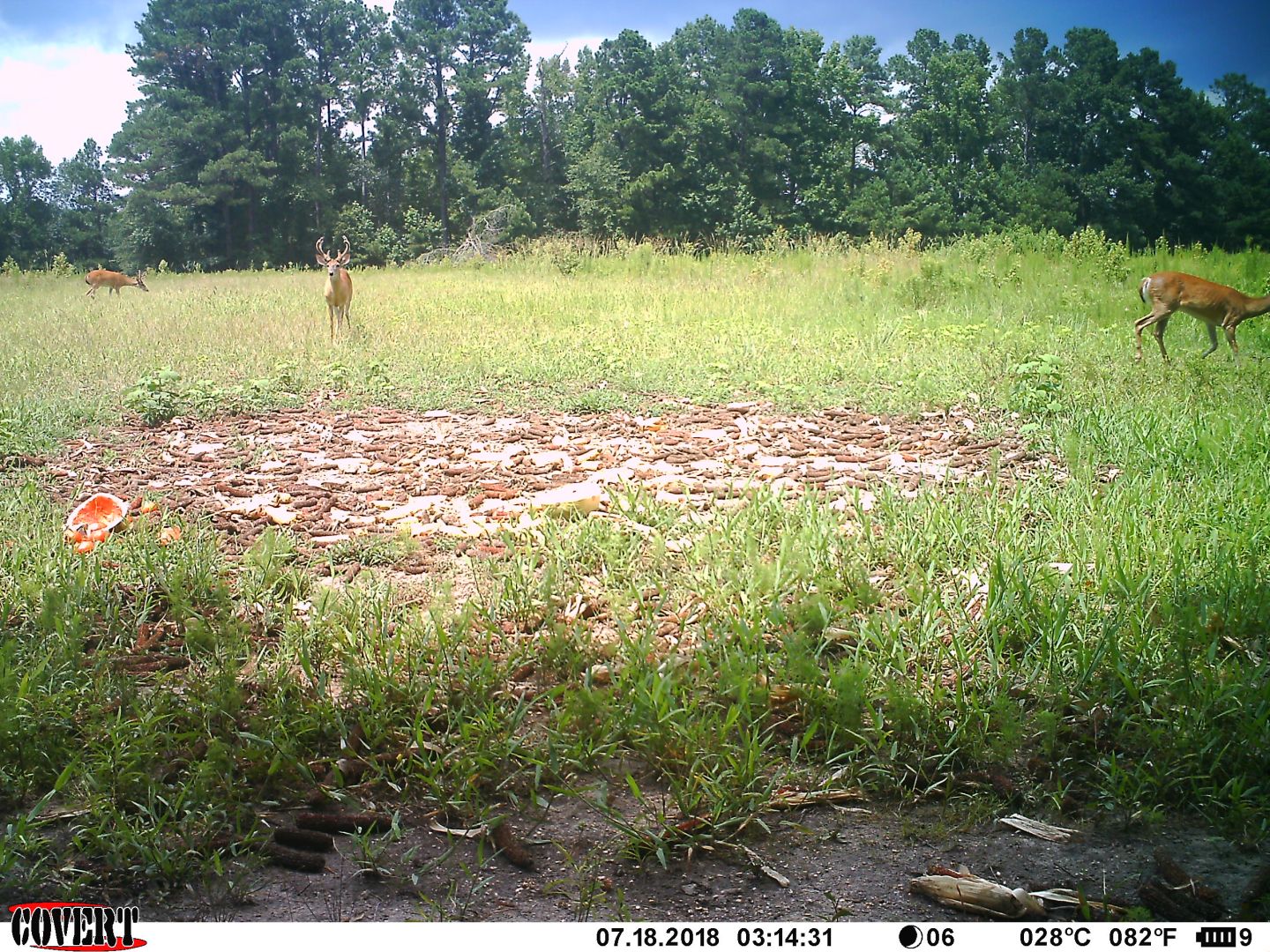 Hunting Land Gallery – Book Your Trip: Call Now (727) 543-4332